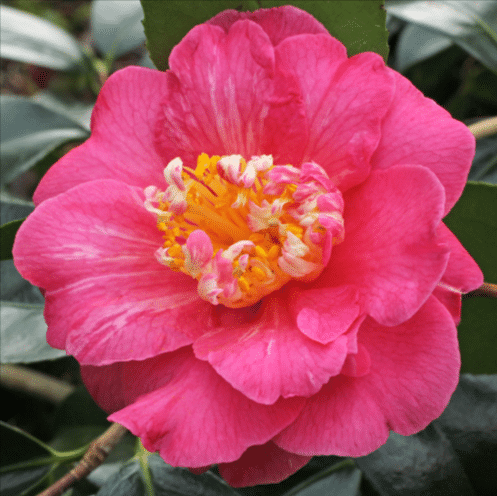 Camellias – Cline’s Nursery | Shelby NC
